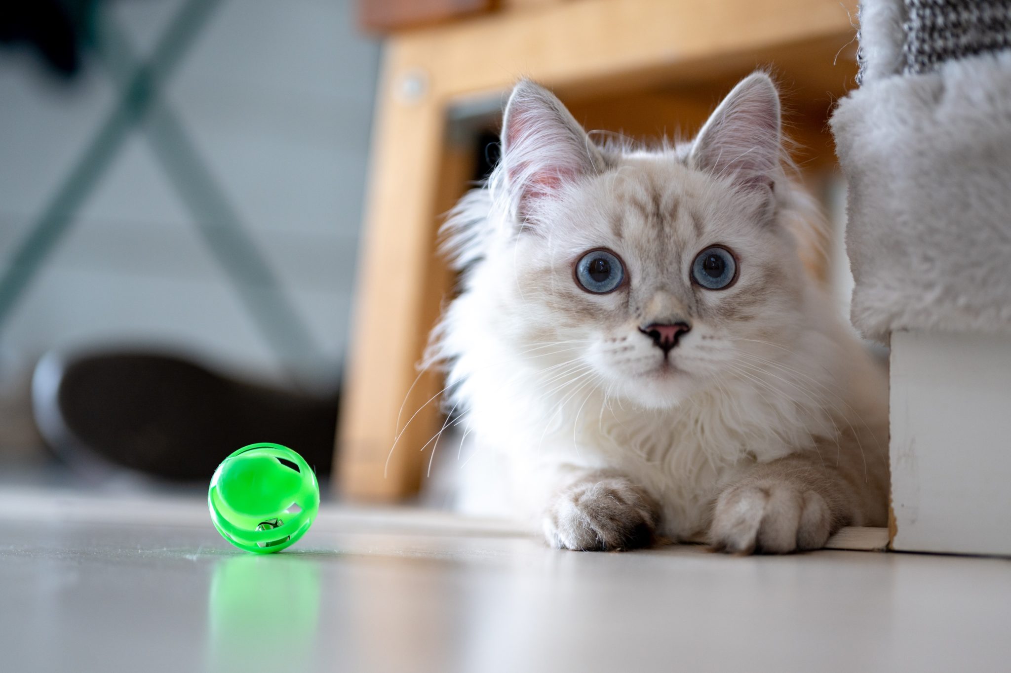 Katze hat immer große Pupillen | katzenschlau.de