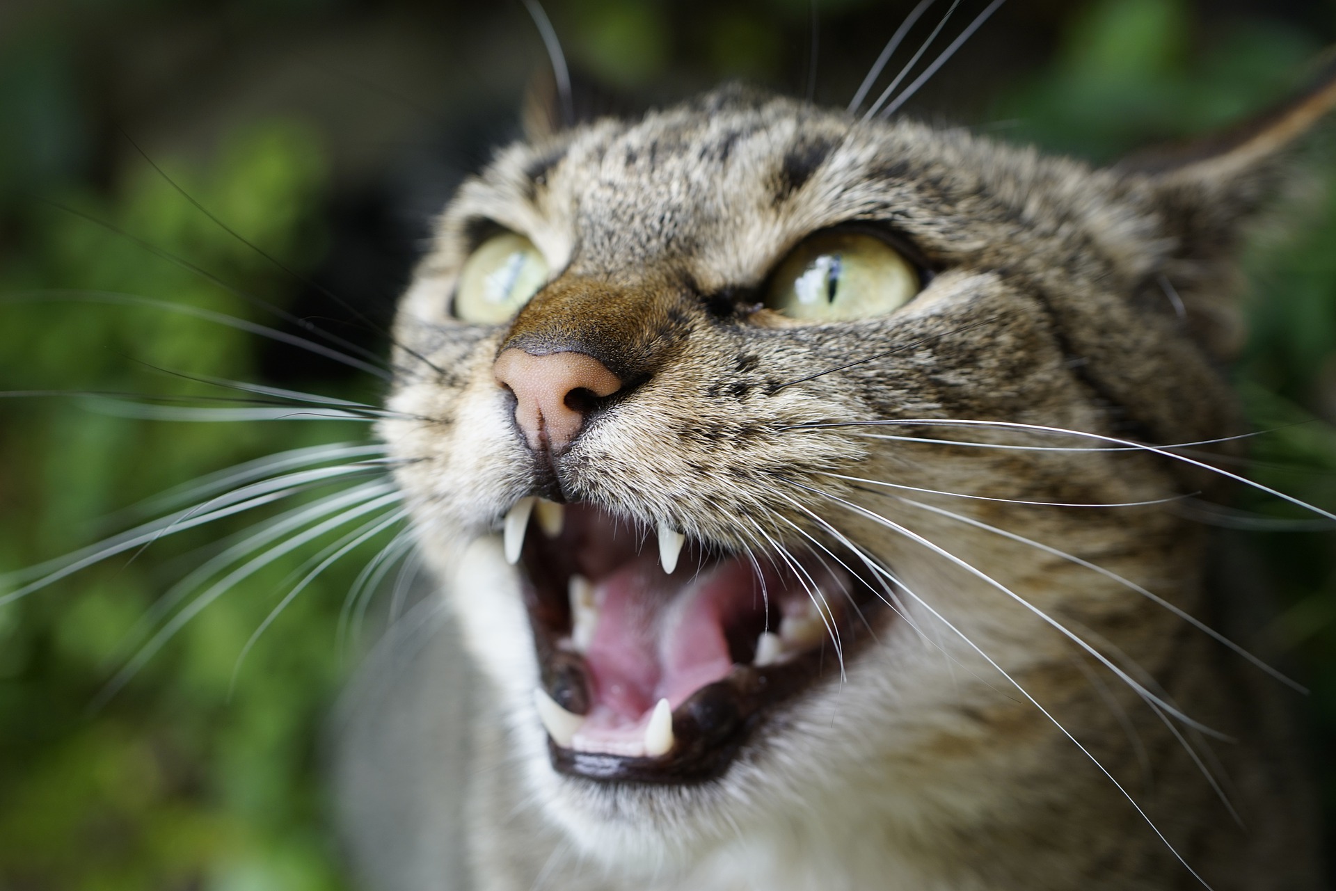 Katze hat immer Mund offen | katzenschlau.de